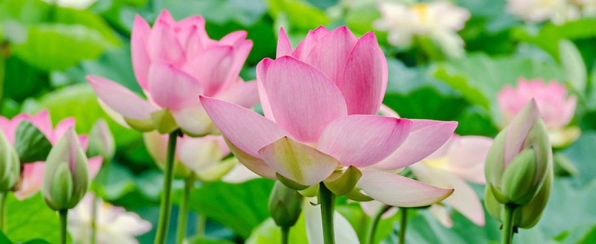 ECO BLUE AQUATICS PROFESSIONALS - ECOBLUE-Aquatic Services & STAGING